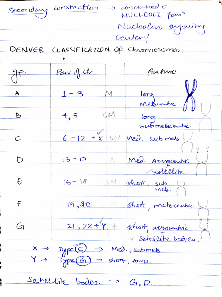 Denver classification of chromosomes | PDF Denver classification of chromosomes | PDF
