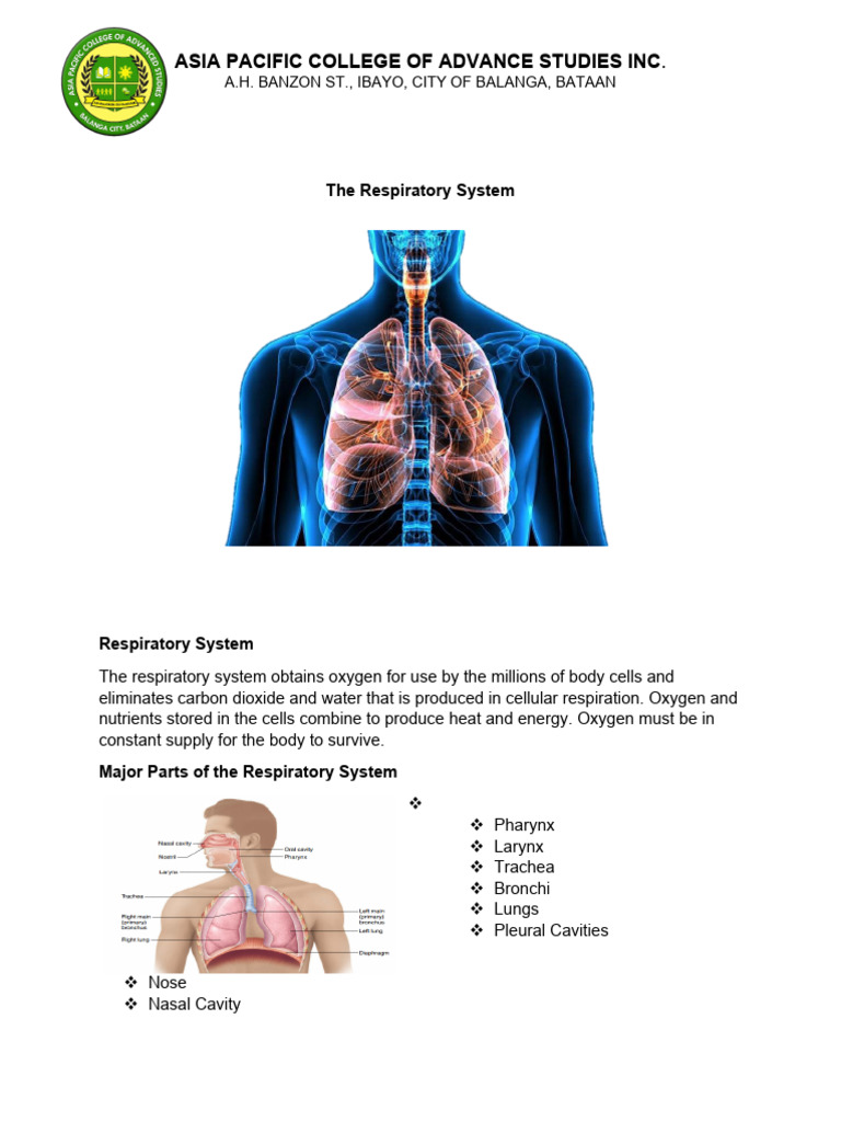 Asia Pacific College of Advance Studies Inc.: The Respiratory System ...