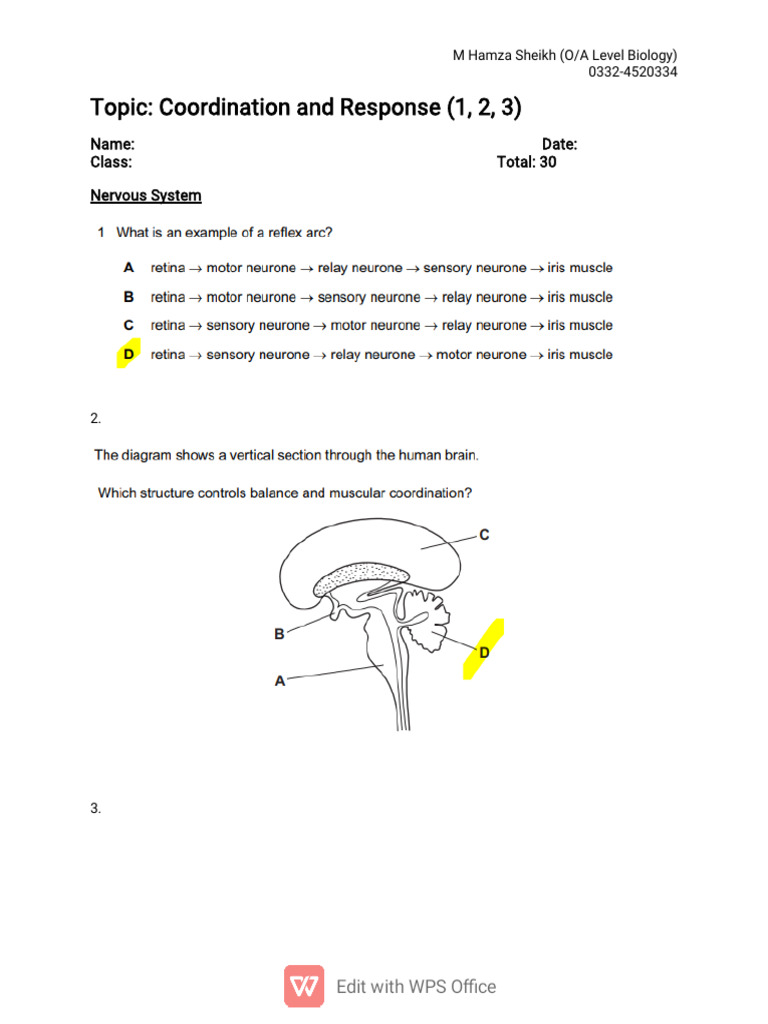 Coordination and Response Worksheet | PDF | Science & Mathematics ...