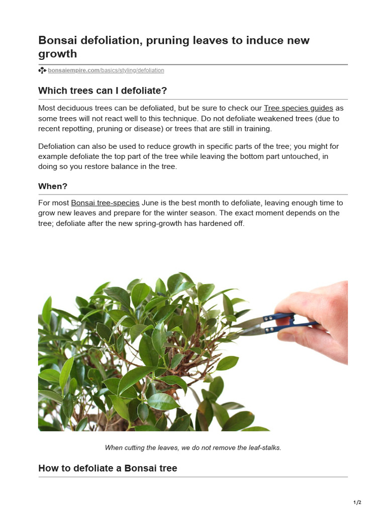 Bonsai Defoliation Pruning Leaves To Induce New Growth | PDF | Home ...