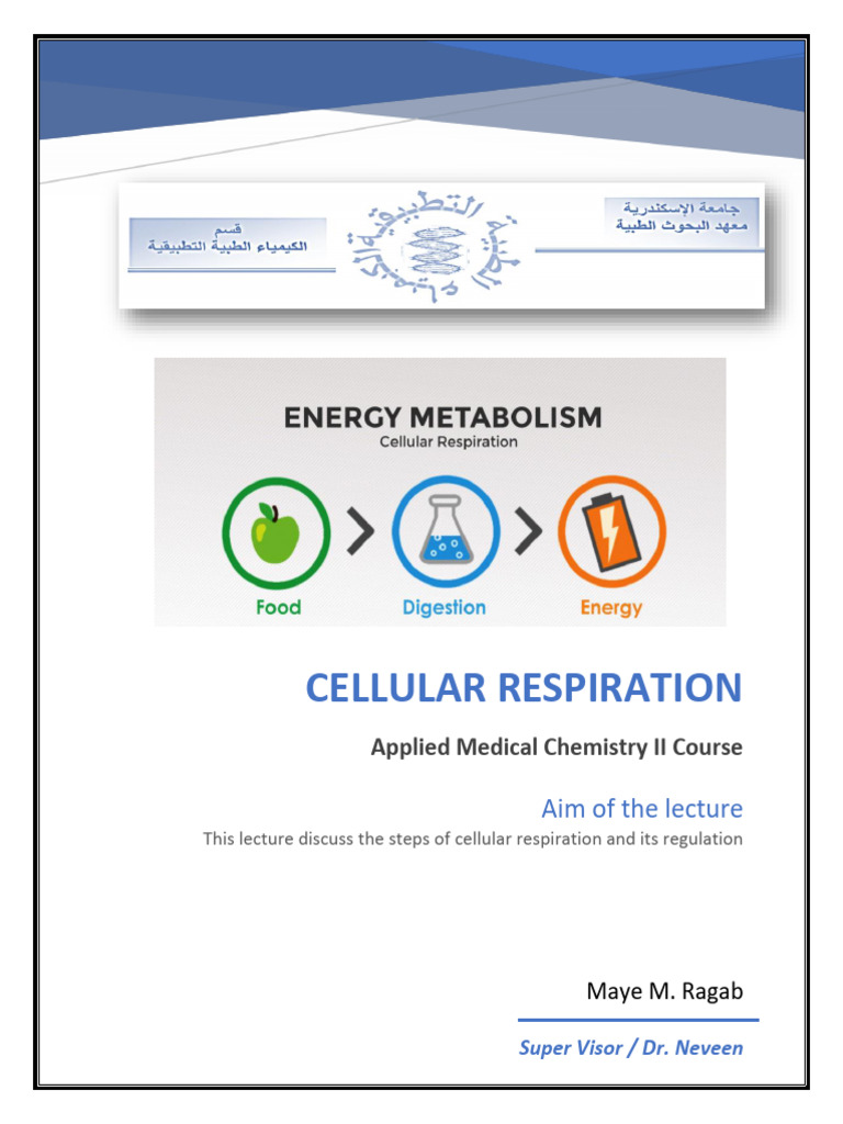 Cellular Respiration and Glycolysis Explained | PDF | Glycolysis | Diet ...