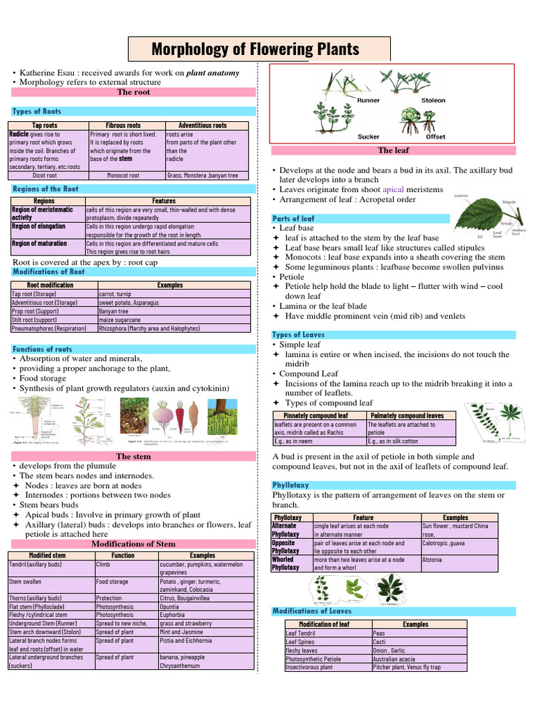 morphology of flowering plants mind map | PDF | Leaf | Seed