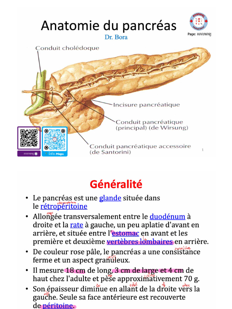 13-Anatomie Du Pancréas | PDF