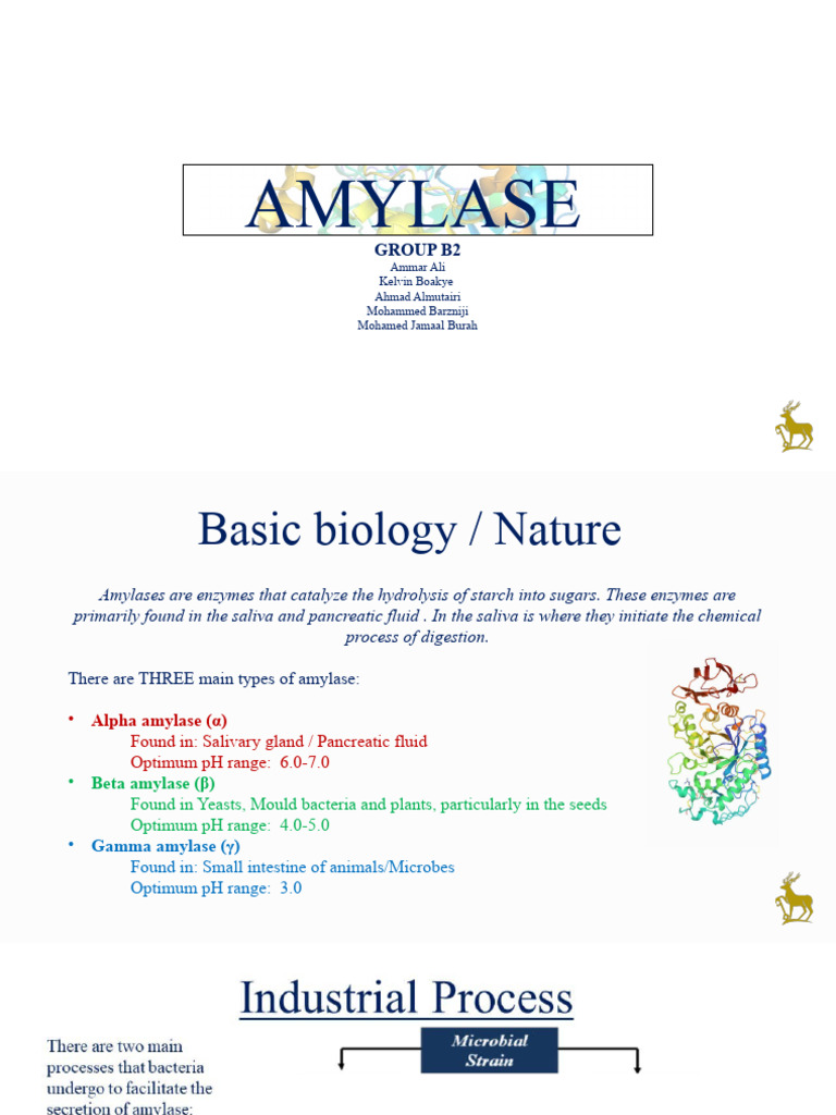 Amylase Presentation NEW | PDF | Biotechnology | Biology