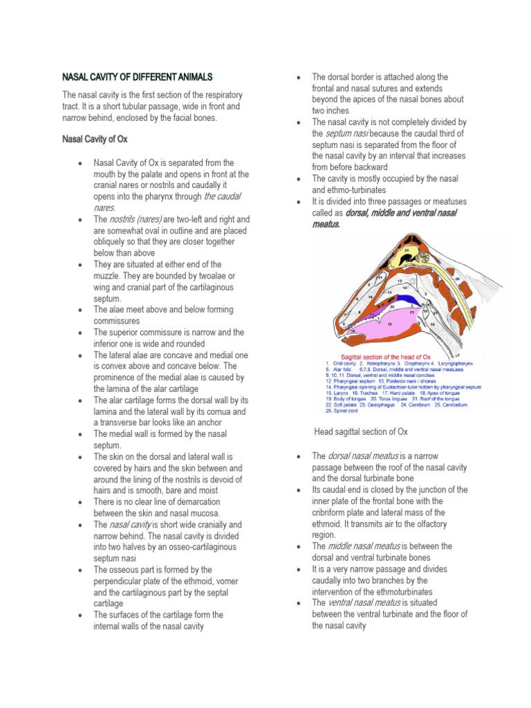 Anatomy of Animal Nasal Cavities | PDF | Human Nose | Facial Features