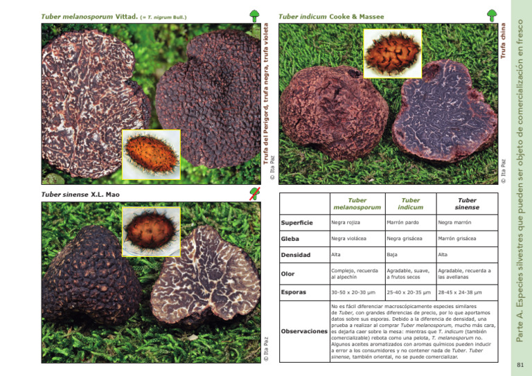 Tuber Indicum: Características y Comercialización | PDF | Tipos de ...