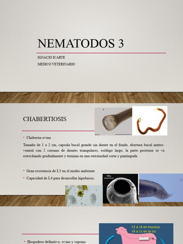 Nematodos 3 | PDF | Nematodo