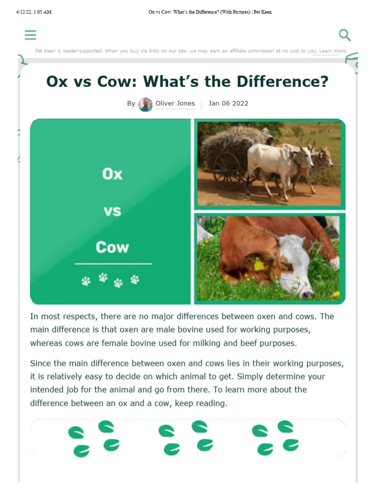 Ox Vs Cow - What's The Difference - (With Pictures) - Pet Keen | PDF ...