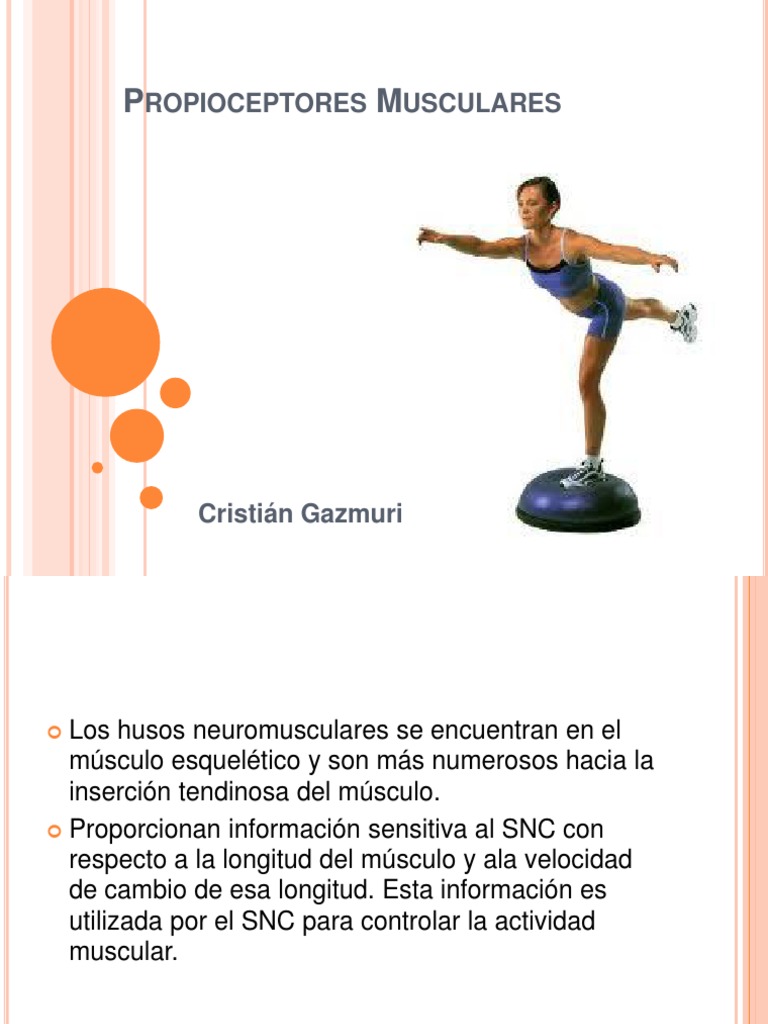 Propioceptores Musculares | PDF | Músculo | Neurona