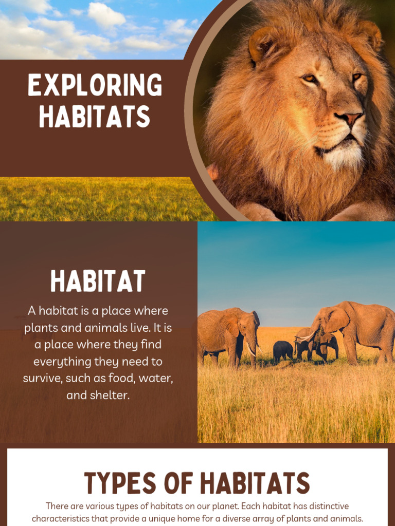 Year 6 Habitats | PDF | Habitat | Wetland