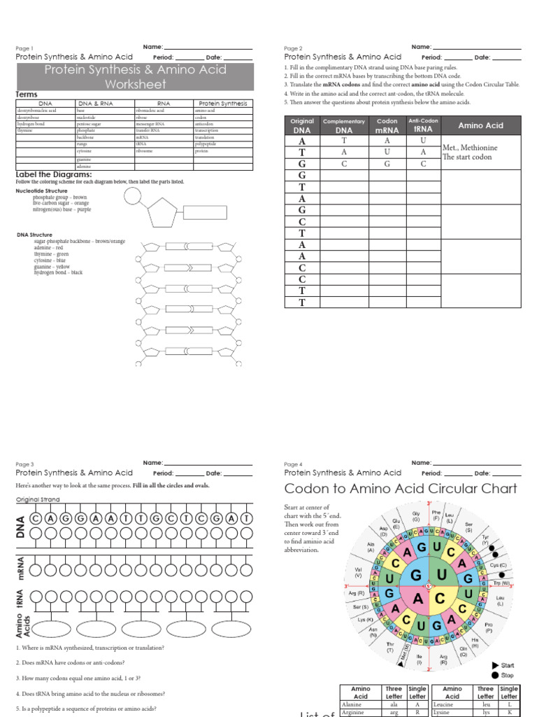 Protein Synthesis & Amino Acid Worksheet | PDF | Amino Acid | Rna