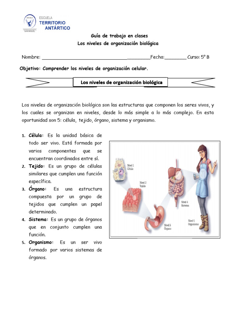 Niveles de Organizacion Celular 5to | Descargar gratis PDF | Tejido ...
