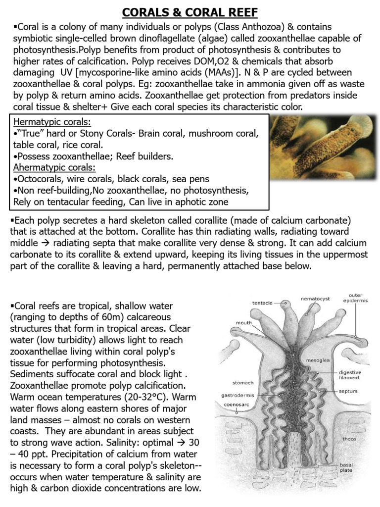 Notes (2023) - Coral Reef | PDF | Coral | Coral Reef