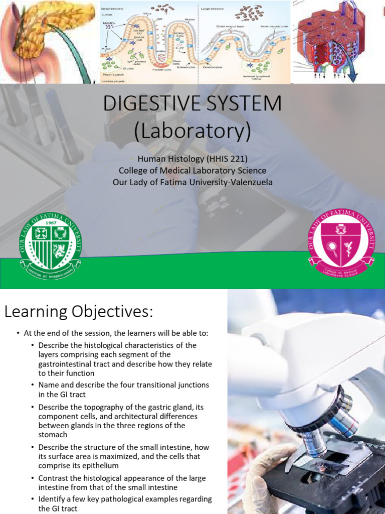 Hhis221 Lab Digestive System 2 | PDF | Gastrointestinal Tract | Stomach
