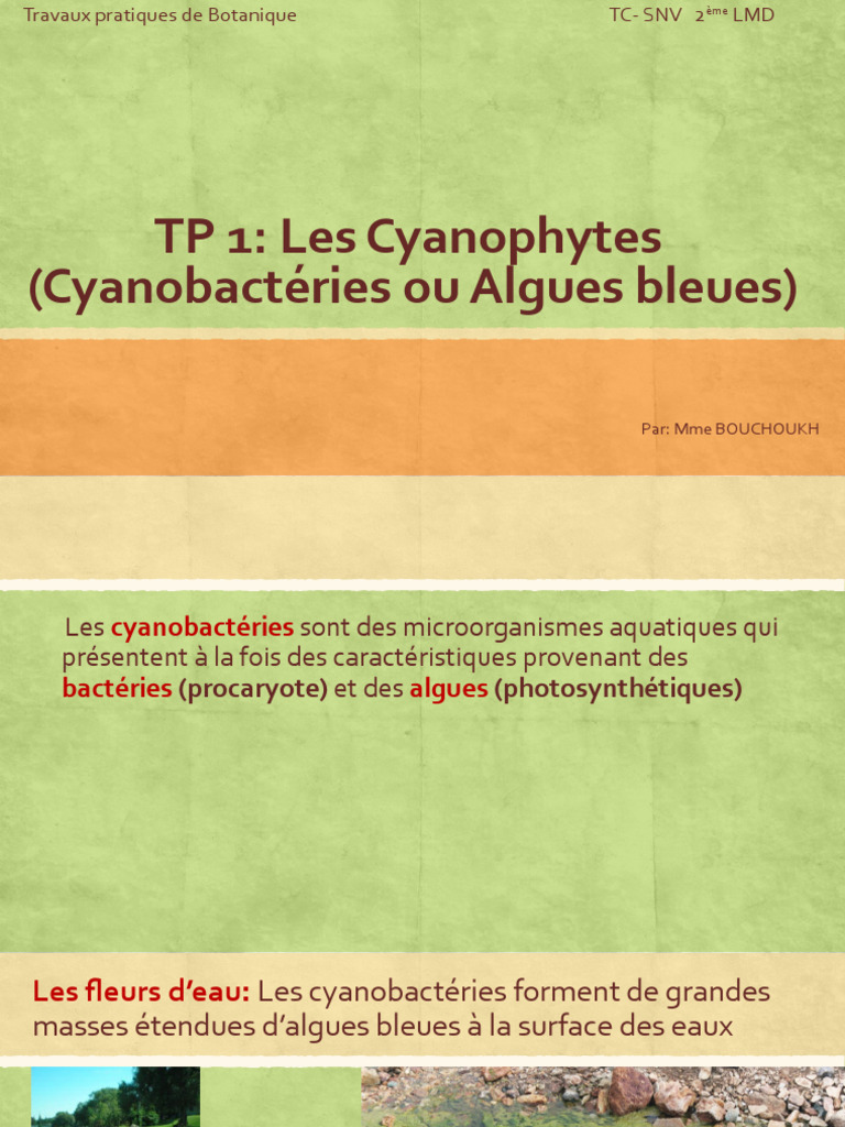 TP1 Botanique | PDF | Cyanobactéries | Cellule (Biologie)