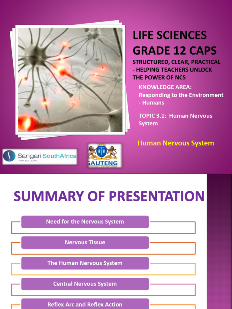 PP13 Human Nervous System | PDF | Nervous System | Neuron