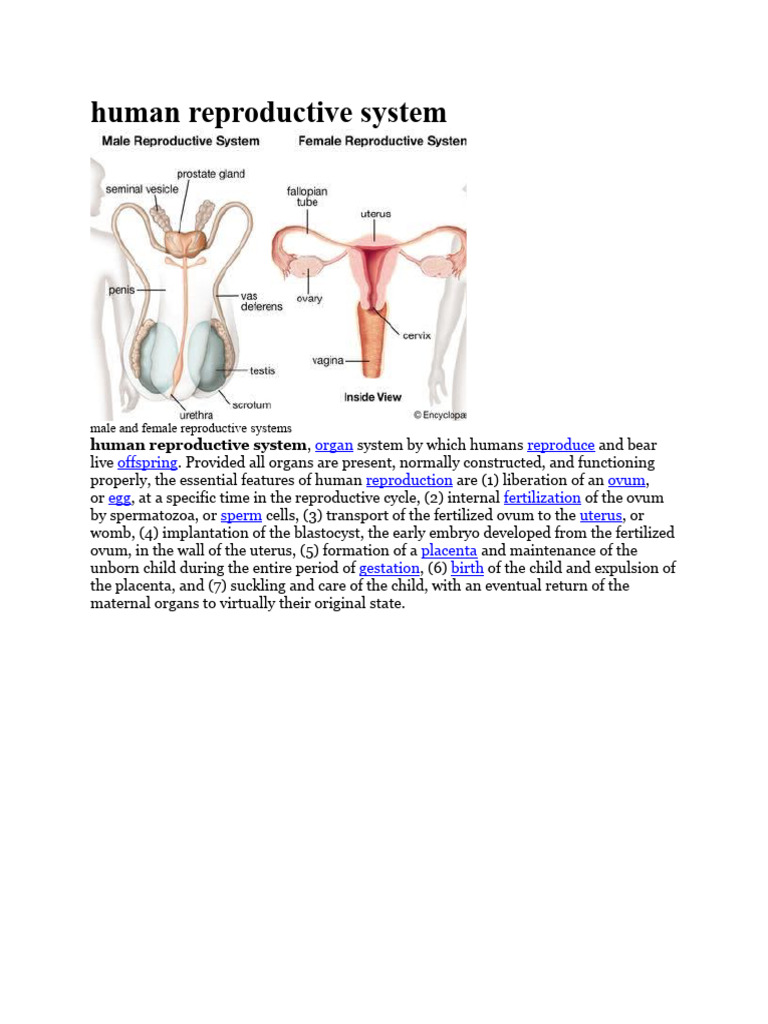 Human Reproductive System | Download Free PDF | Reproductive System ...