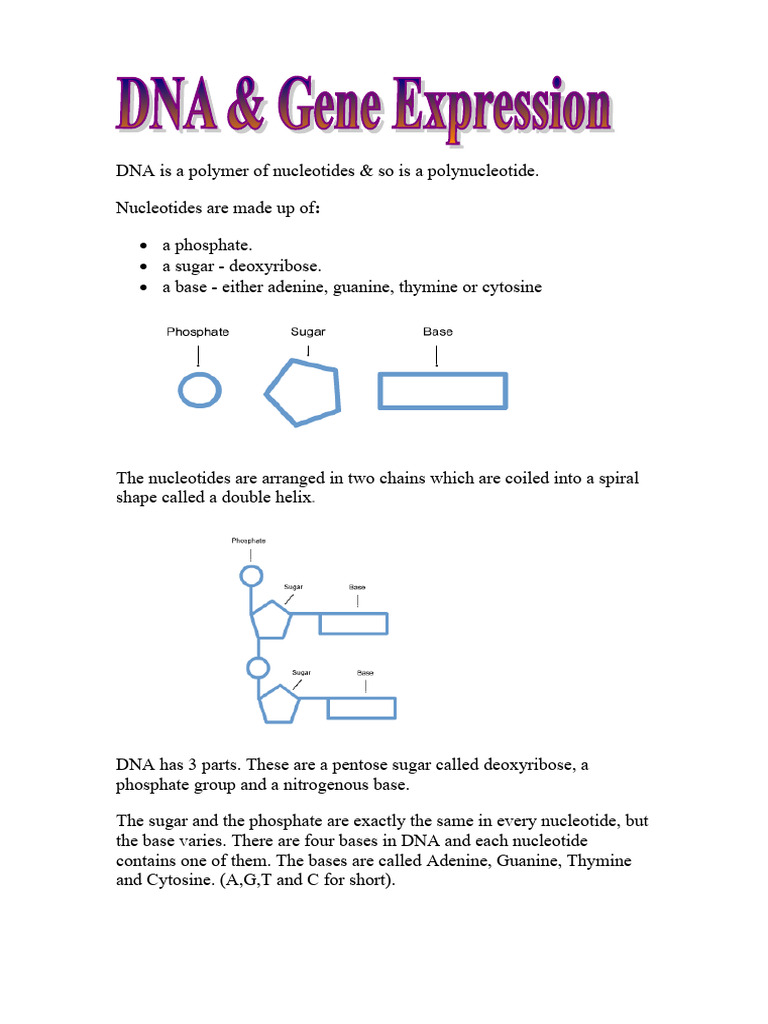 DNA Gene Expression Handout | PDF