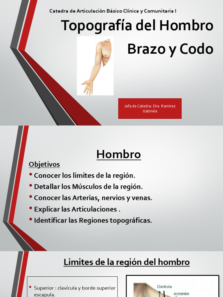 Topografía del Hombro y Codo | PDF | Codo | Hombro