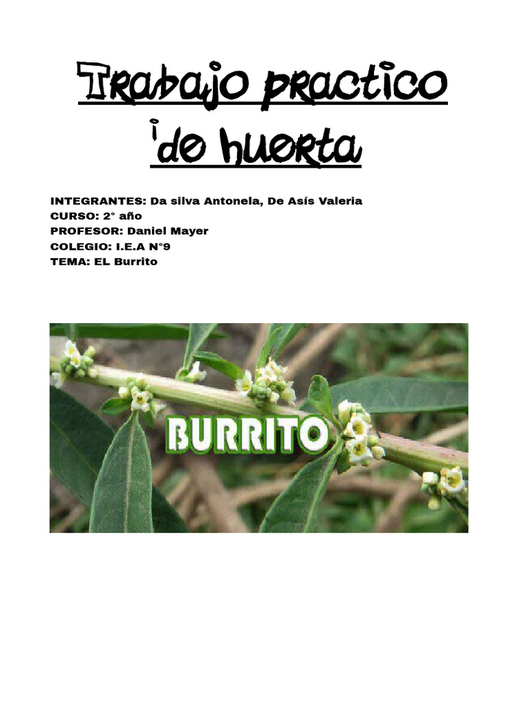 Tema El Burrito | PDF
