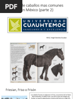 Técnica FAST y AFAST en Veterinaria - Todo Lo Que Debes Saber ...