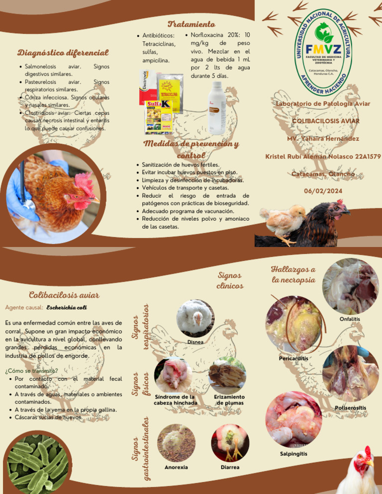 Guía de Colibacilosis Aviar: Tratamiento y Prevención | PDF | Diarrea ...