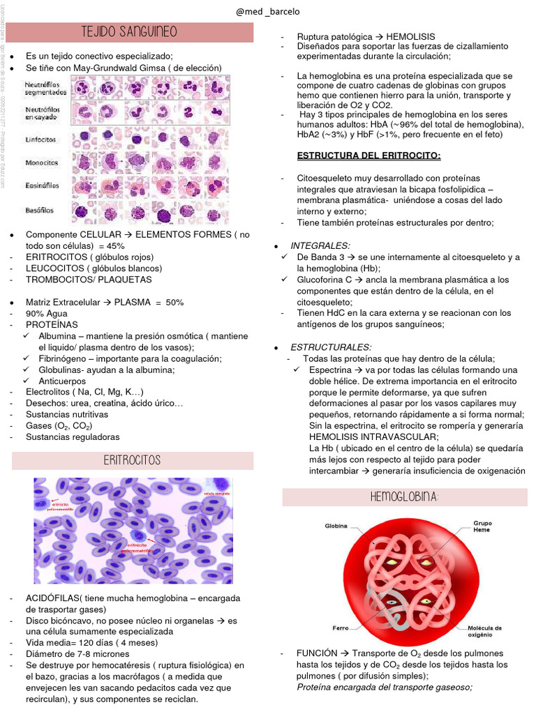 7 Tejido Sanguineo | PDF | Leucocito | Glóbulo rojo