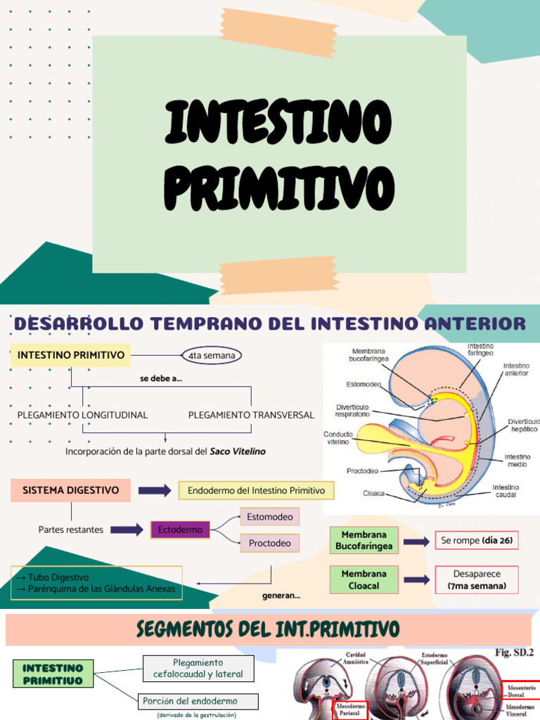 Desarrollo del Intestino Primitivo y Dientes | PDF | Tracto ...
