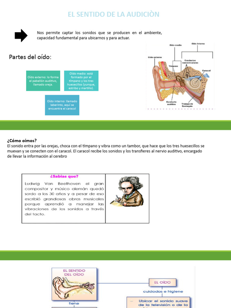 Sentido de La Audicion | PDF