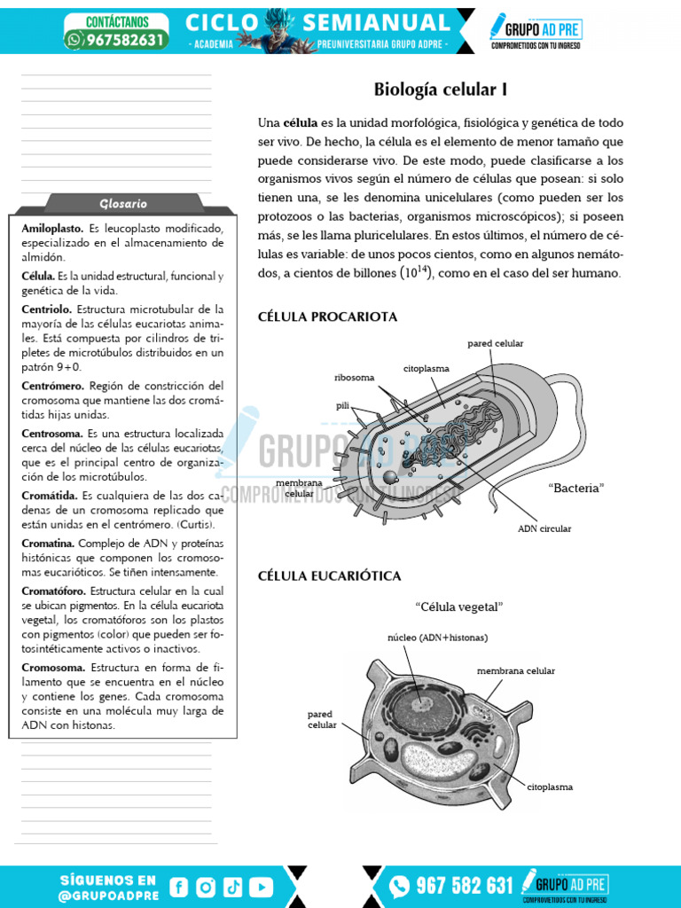Glosario de Estructuras Celulares | PDF | Biología Celular) | Anatomía ...