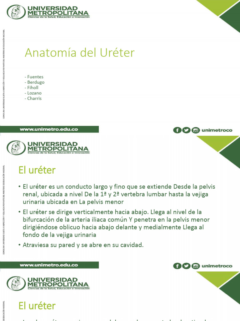 Anat 171012170342 | PDF | Pelvis | Abdomen