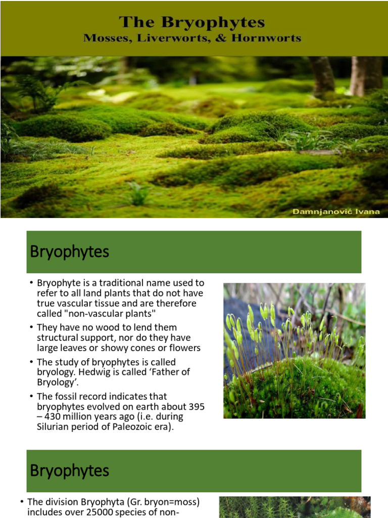 Bryophytes | PDF | Moss | Reproduction