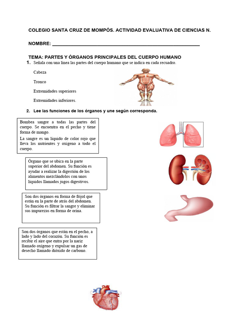 Organos Del Cuerpo | PDF | Abdomen | Sangre