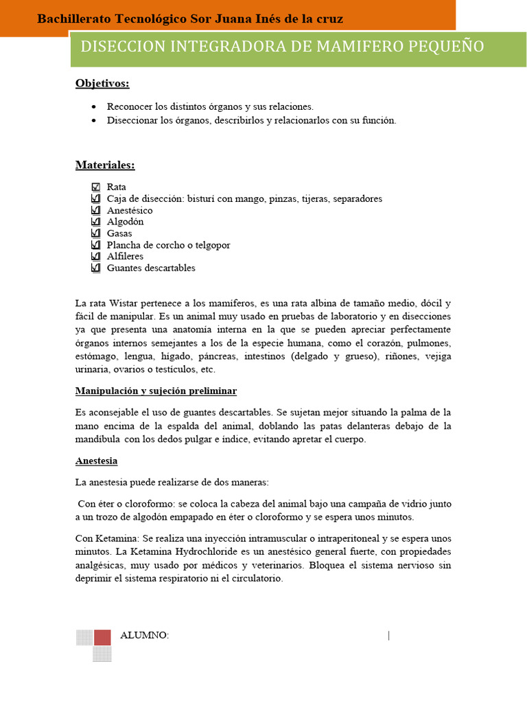 Diseccion de Rata | PDF | Abdomen | Tórax