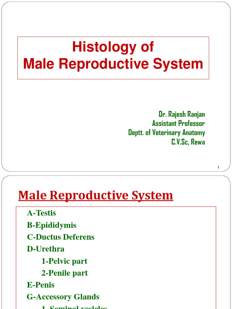 HISTOLOGY-MALE-REPRODUCTIVE-SYSTEM | PDF | Epithelium | Testicle