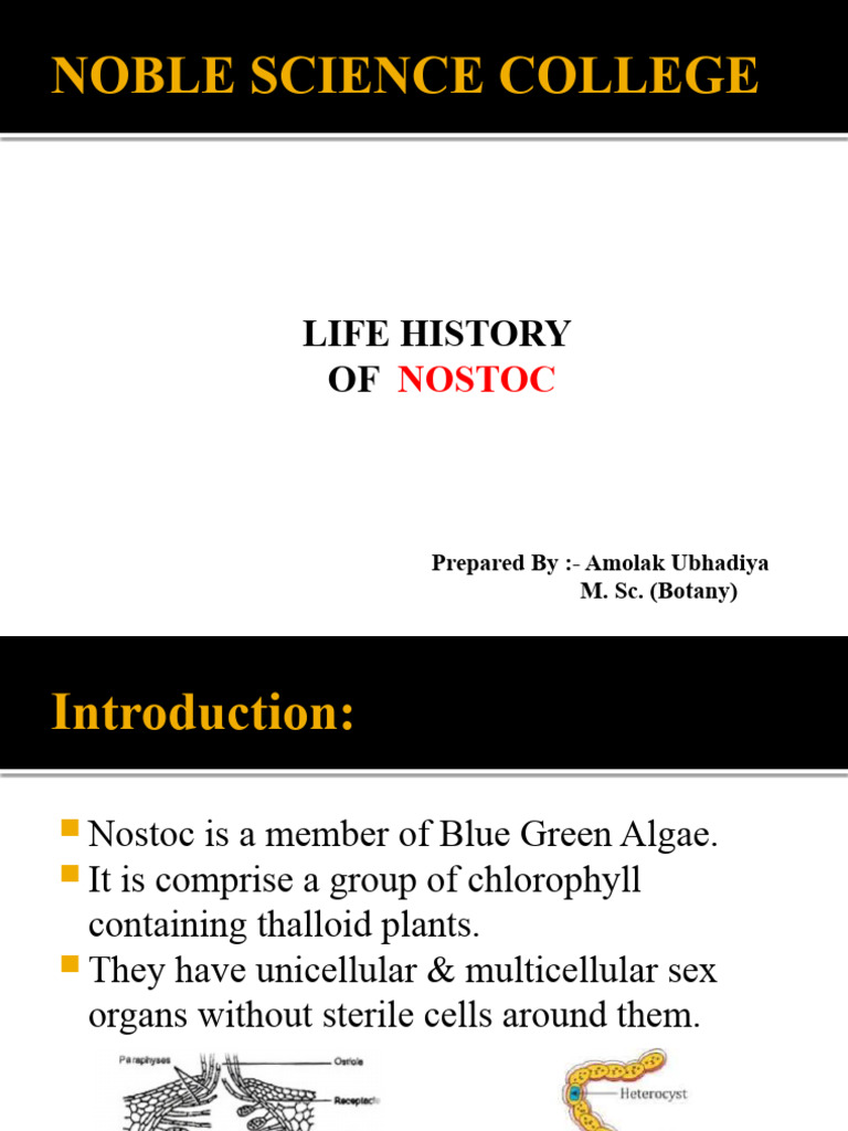 Nostoc Algae Best Presentation To Understand All Topics | PDF | Cell ...