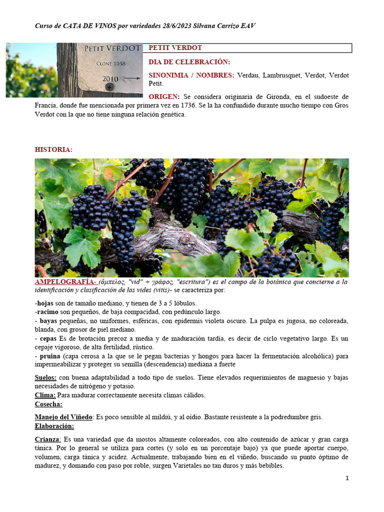 Características del Petit Verdot | PDF | Vino | Variedades De Uva De Vino