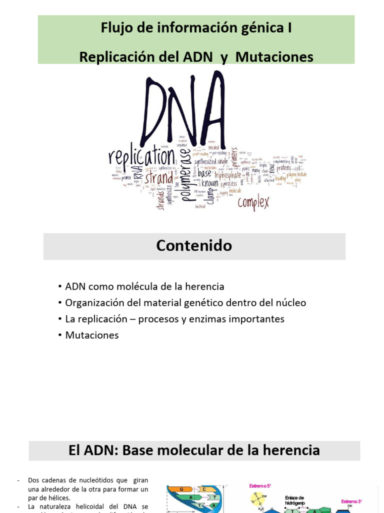 CM5. Replicación.Mutaciones | PDF | Adn | Replicación De Adn