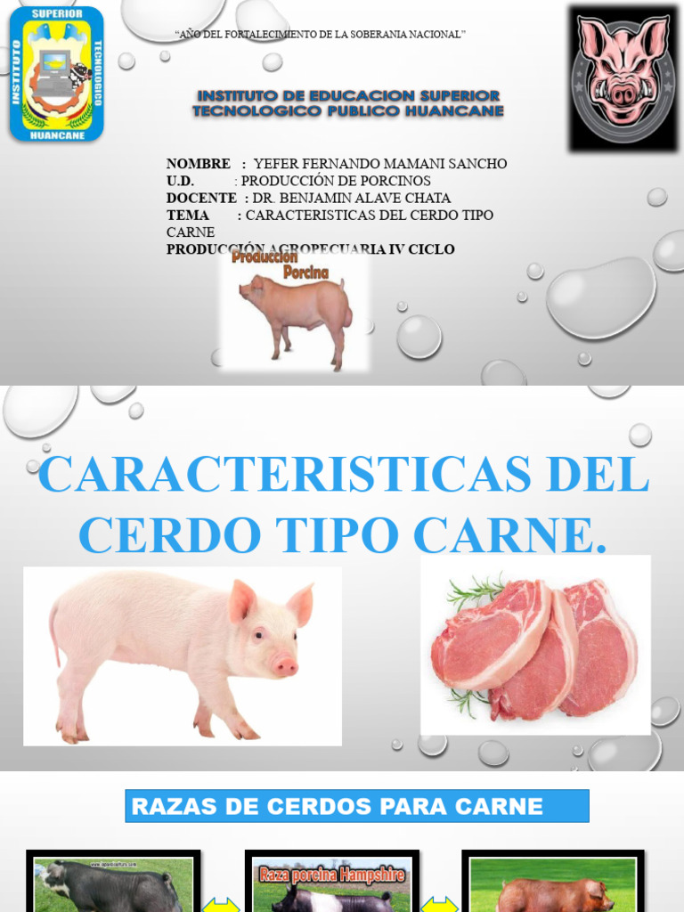CARACTERISTICAS DEL CERDO TIPO CARNE -yefer | PDF | Carne | Cerdo