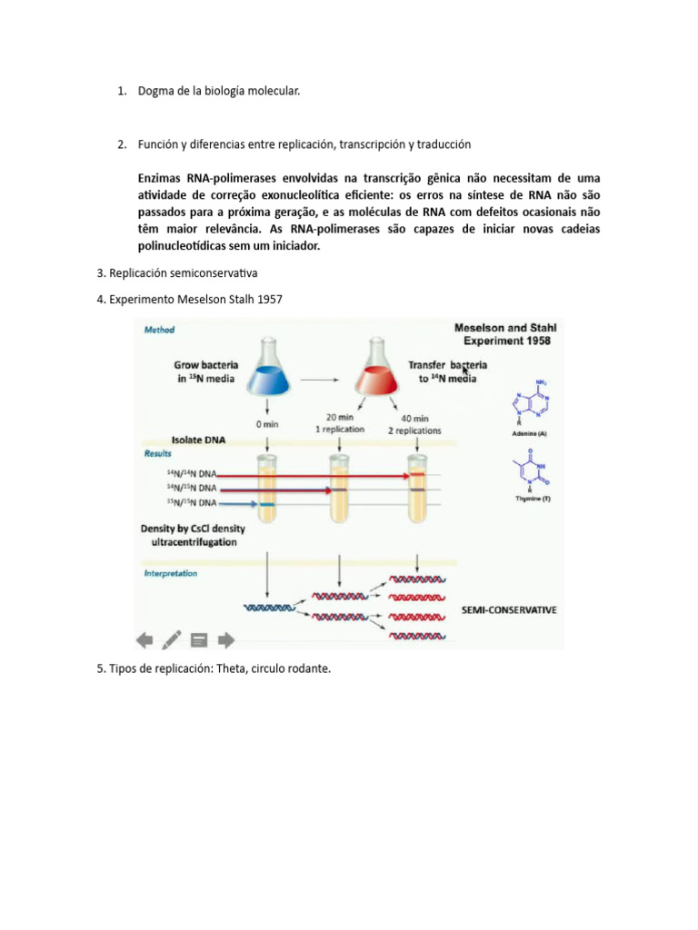 Taller Replicación, Mutación y Reparación Del ADN | PDF | Replicación De Adn | Adn