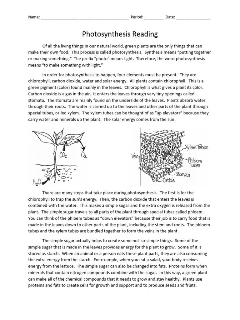 photosynthesis_reading | PDF | Leaf | Plants