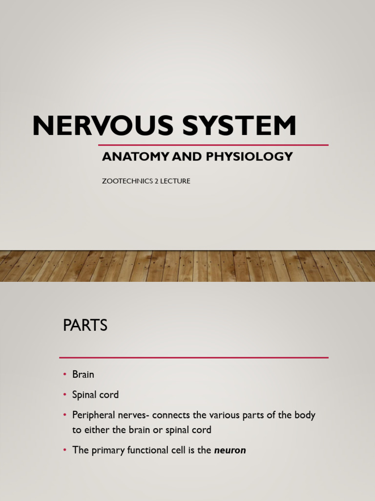 Topic-7.-Nervous-system-anatomy-and-physiology-1 | PDF | Central ...