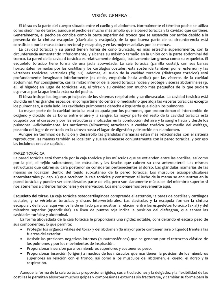 Caja Toracica (119 - 129) | PDF | Tórax | Vértebra