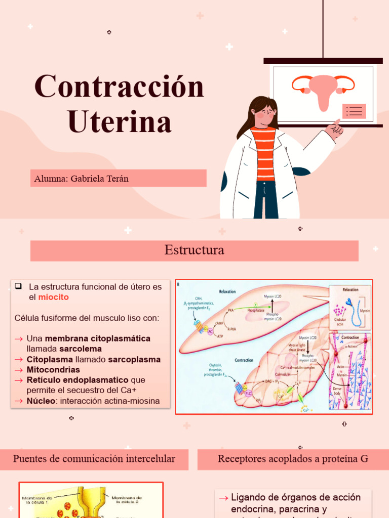 Contracción Uterina | PDF | Parto | Contracción muscular