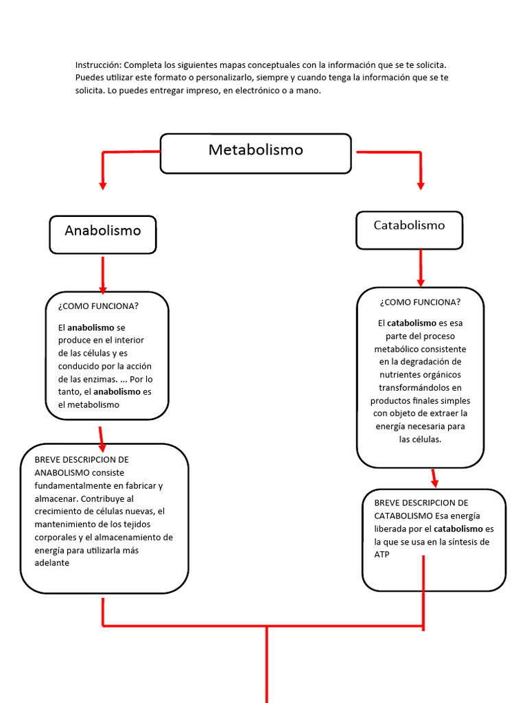 Actividad 2 Procesos Metabólicos | Descargar gratis PDF | Metabolismo ...