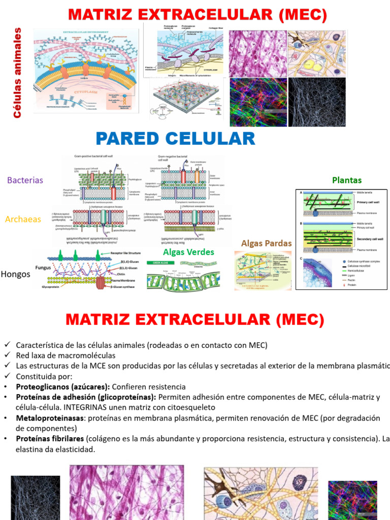Matriz Extracelular y Pared Celular_2010_CRamírez_Abril 13_ | PDF | La ...