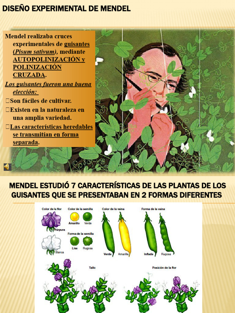 Genética y Herencia Ii | PDF | Dominancia (Genética) | Flores