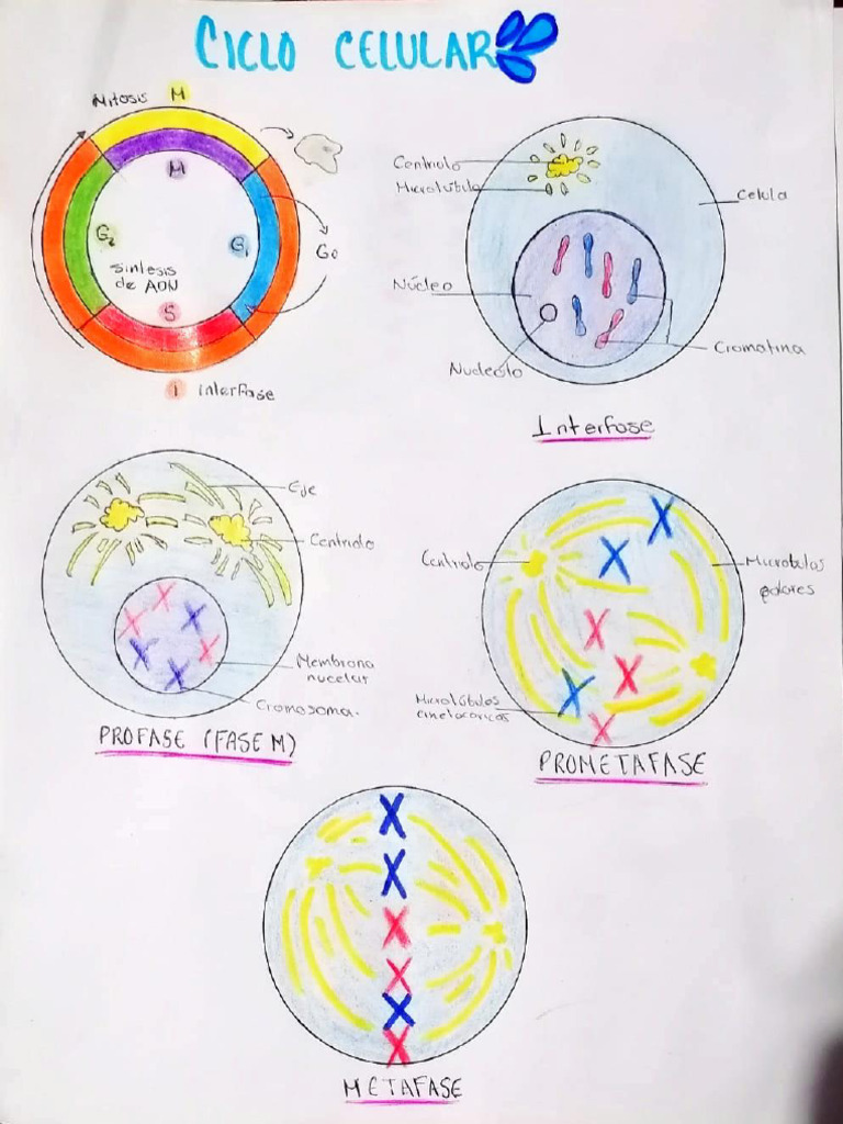 Pe1 Dibujos Que Expliquen Las Fases Del Ciclo Celular | PDF