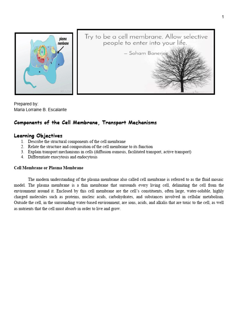Cell Membrane Flow of Materials | PDF | Cell Membrane | Vesicle ...