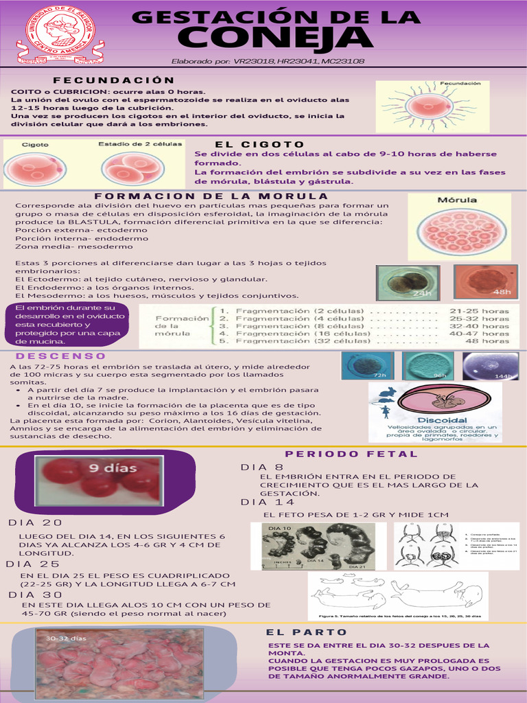 Infografia Gestacion de La Coneja | PDF | Embrión | Placenta